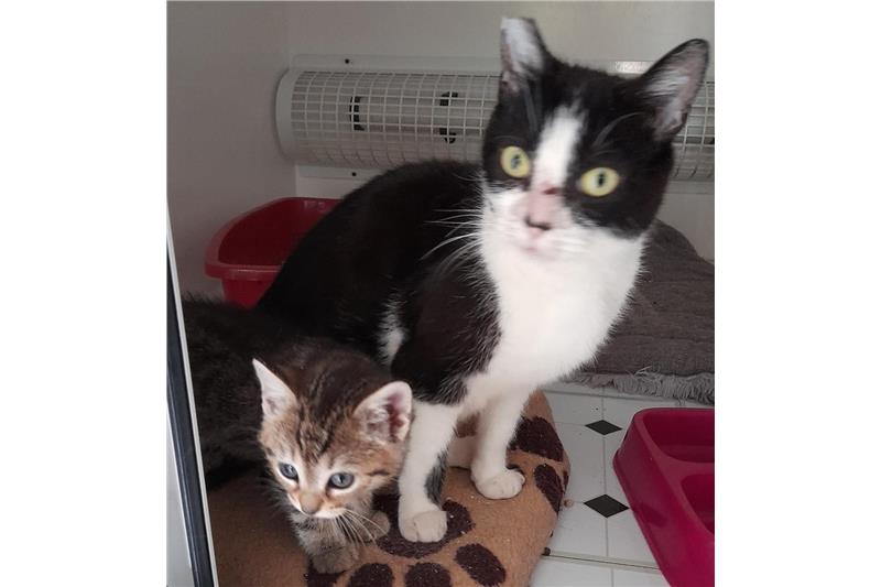 Find a cat near you | Adopt a cat | Cats Protection