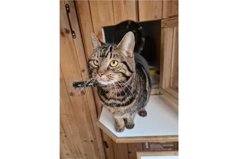 Find a cat near you | Adopt a cat | Cats Protection