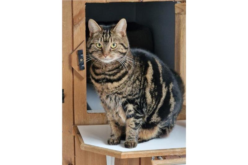 Find a cat near you | Adopt a cat | Cats Protection