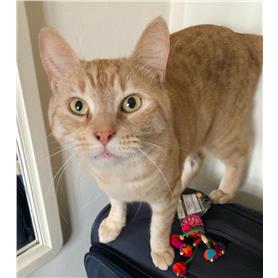 Cats Protection, Epping Forest | Fostering, Adoption, Neutering