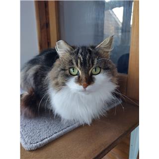 Welcome to Cats Protection