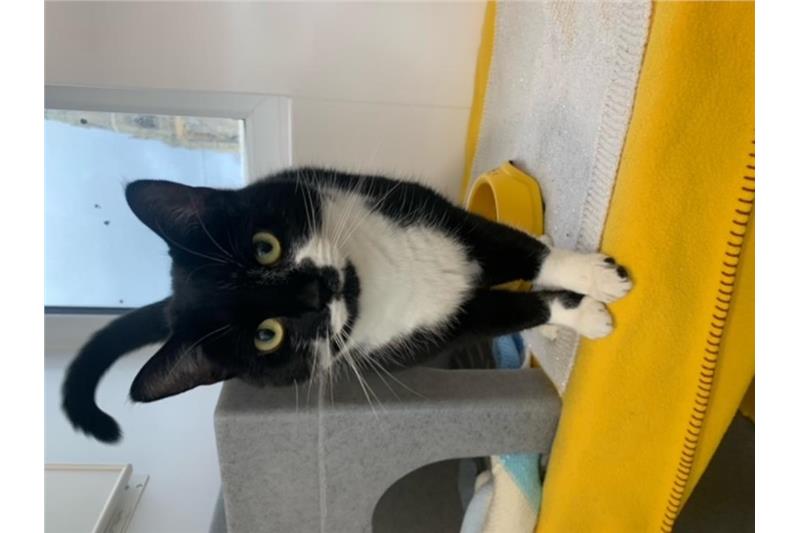 Find a cat near you | Adopt a cat | Cats Protection