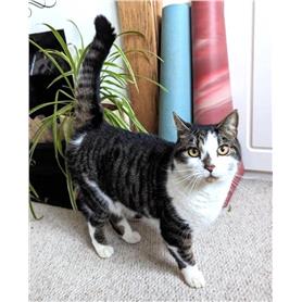 Cats Protection, Epping Forest | Fostering, Adoption, Neutering