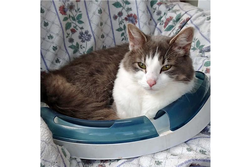 Find a cat near you | Adopt a cat | Cats Protection