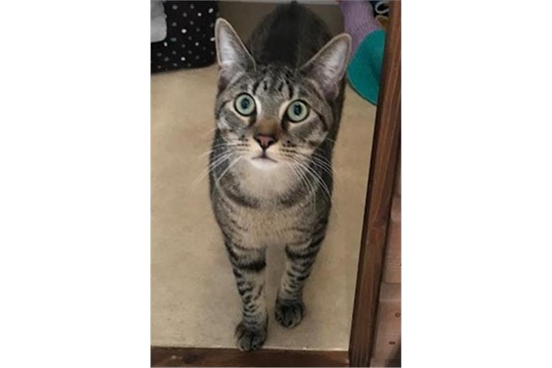 Find a cat near you | Adopt a cat | Cats Protection