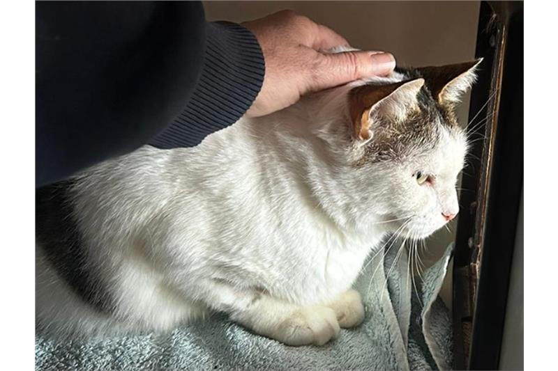 Find a cat near you | Adopt a cat | Cats Protection