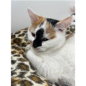 Welcome to Wolverhampton Cats Protection