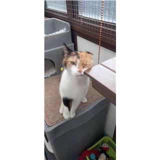 Welcome to Cats Protection Dumfries