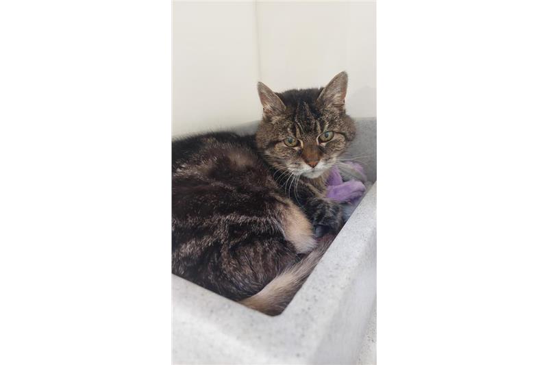 Find a cat near you | Adopt a cat | Cats Protection