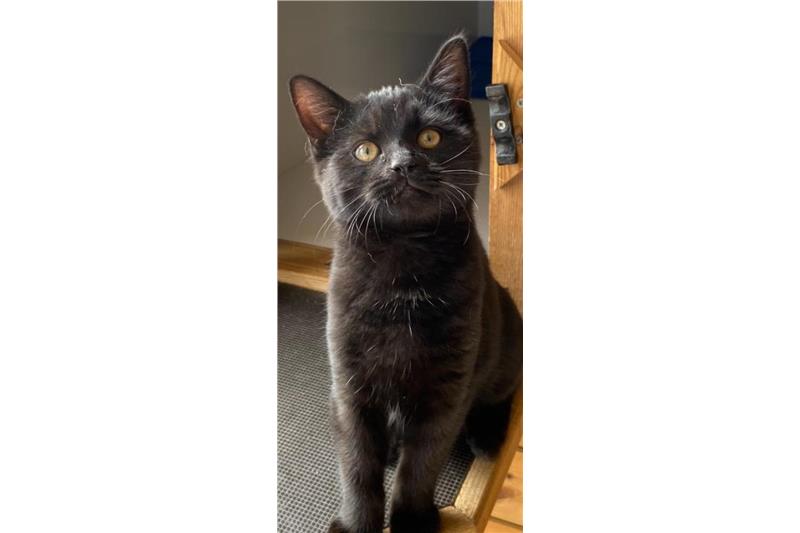 Find a cat near you | Adopt a cat | Cats Protection