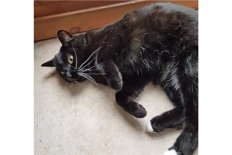 Find a cat near you | Adopt a cat | Cats Protection