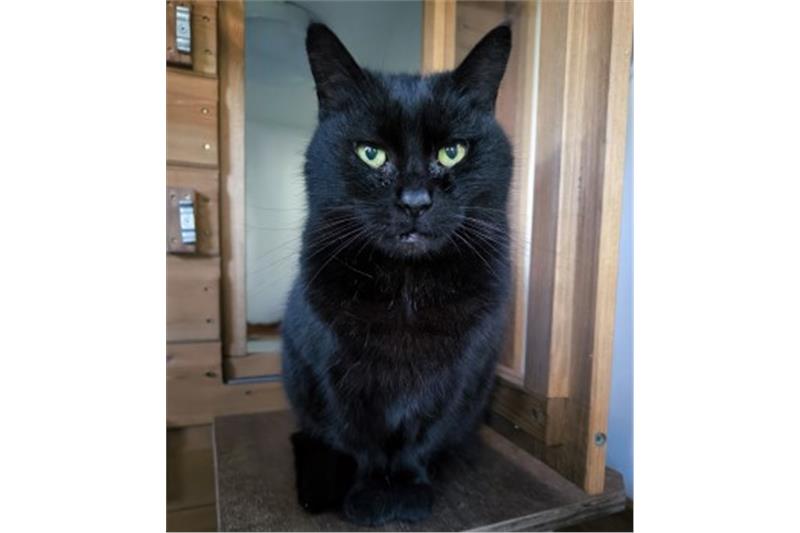 Find a cat near you | Adopt a cat | Cats Protection