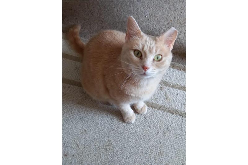 Find a cat near you | Adopt a cat | Cats Protection