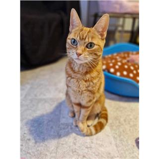 Welcome to Cats Protection