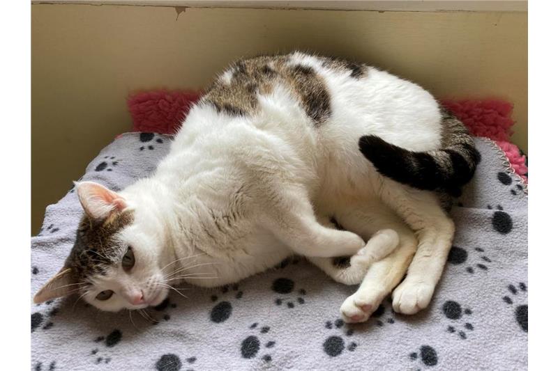 Find a cat near you | Adopt a cat | Cats Protection