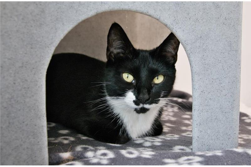 Find a cat near you | Adopt a cat | Cats Protection