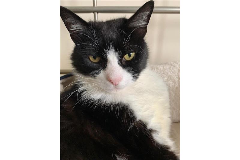 Find a cat near you | Adopt a cat | Cats Protection