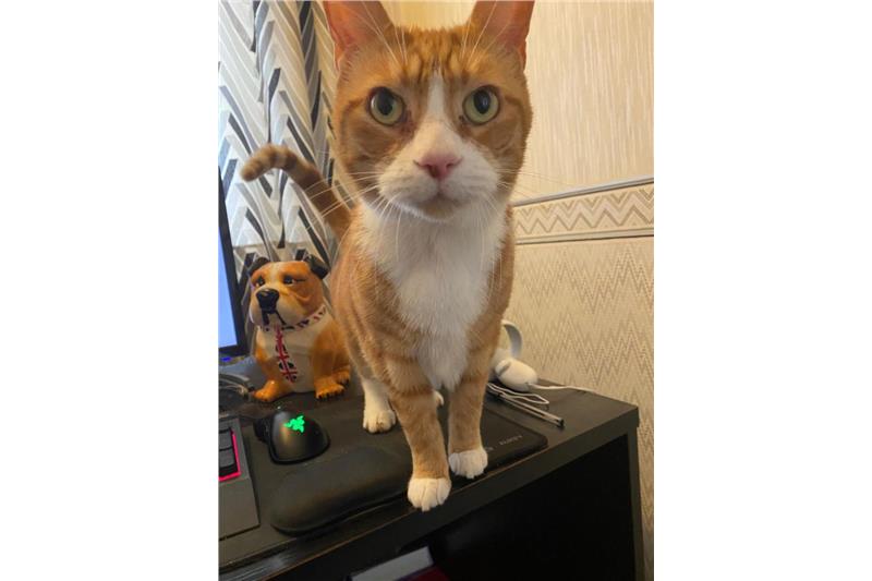 Find a cat near you | Adopt a cat | Cats Protection