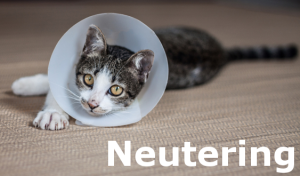 Welcome to Cats Protection