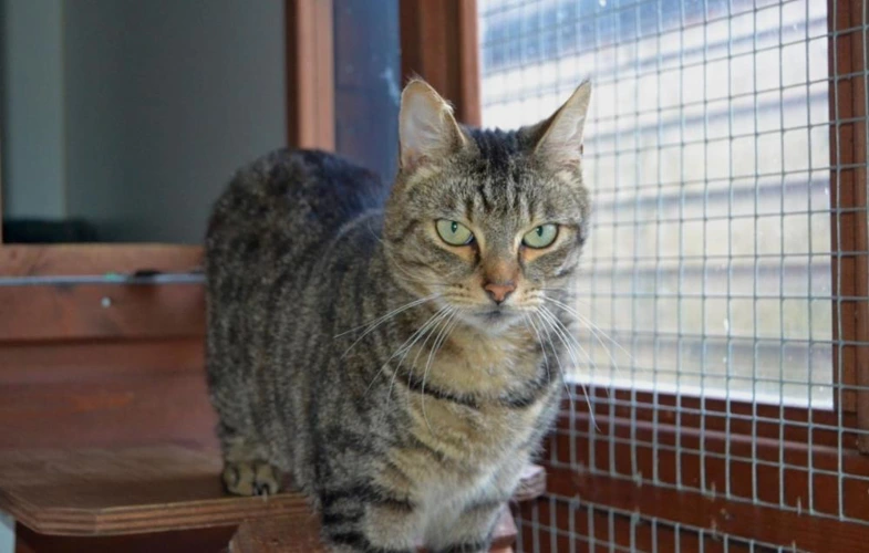 Cats Protection Frome & District Branch