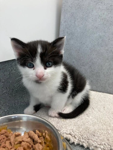 Cats Protection North Wales Cat Centre