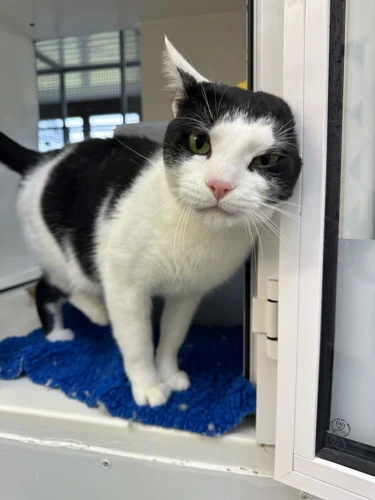 Cats Protection Scotland Cat Centre