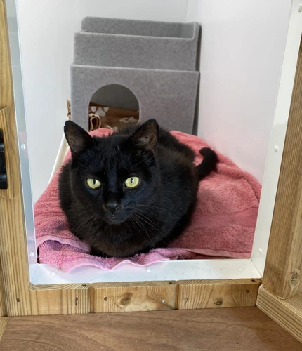 Cats Protection Crawley, Reigate & District Branch