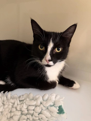 Cats Protection Cornwall Cat Centre