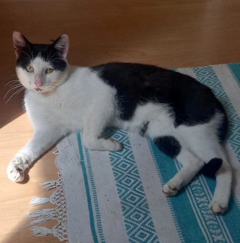 Cats Protection Halifax, Huddersfield & Wakefield Branch