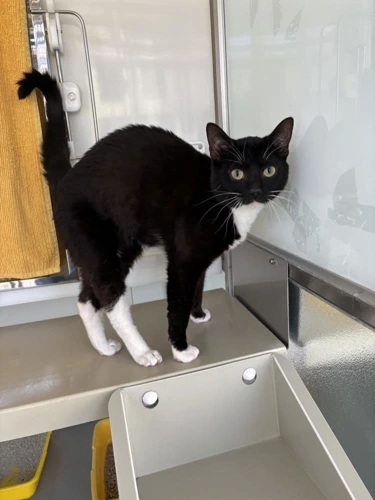Cats Protection Cornwall Cat Centre