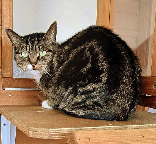 Cats Protection Mid-Warwickshire Branch