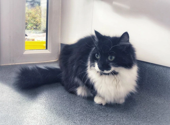 Cats Protection North Wales Cat Centre
