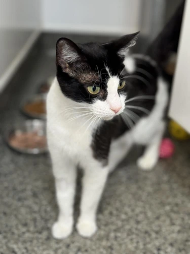 Cats Protection Warrington Cat Centre