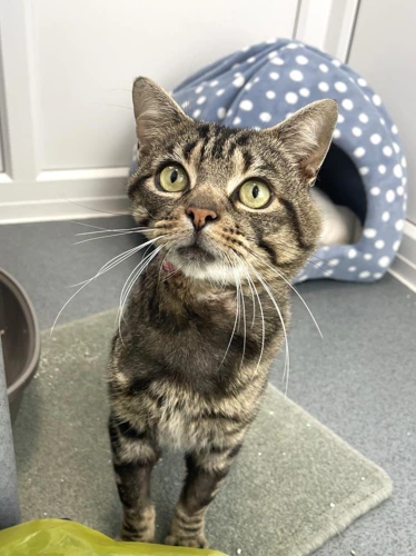 Cats Protection Tyneside Cat Centre