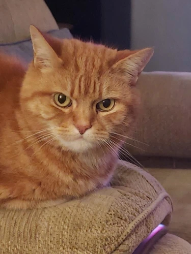 Cats Protection Basingstoke & District Branch