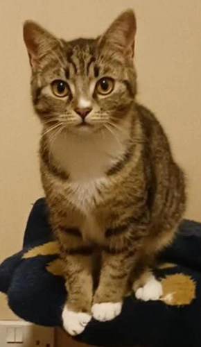 Cats Protection Stourbridge, Dudley & Wyre Forest Branch