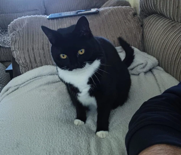 Cats Protection Luton, Dunstable & District Branch