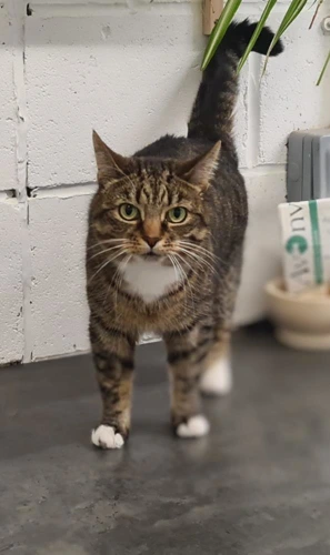 Cats Protection Mid-Warwickshire Branch