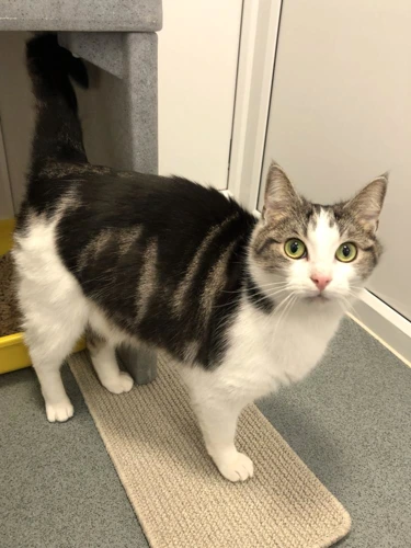 Cats Protection Tyneside Cat Centre