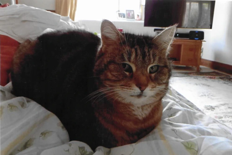 Cats Protection Cardiff & The Vale Branch
