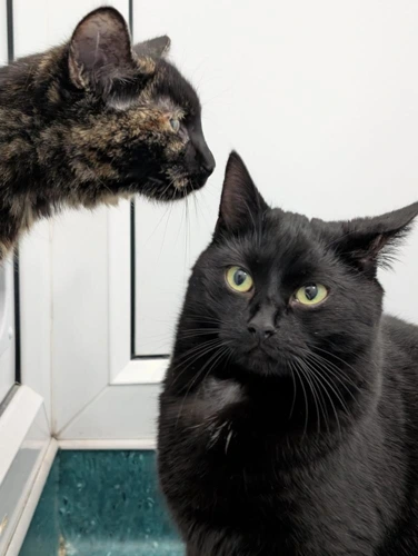 Cats Protection Leeds Cat Centre