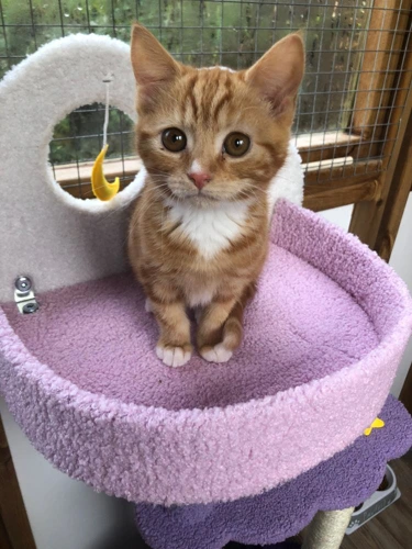 Cats Protection Cherwell Branch