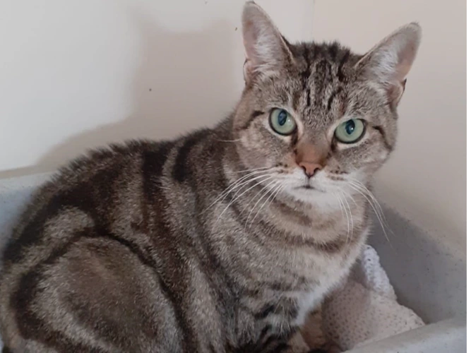 Cats Protection Southend & District Branch