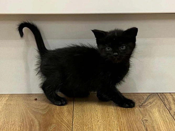 Cats Protection Wellingborough & Rushden Branch