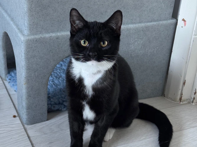 Cats Protection Farnham, Camberley & District Branch