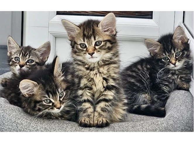 Cats Protection Southend & District Branch