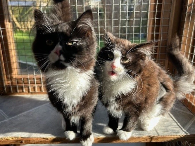 Cats Protection Spalding & District Branch