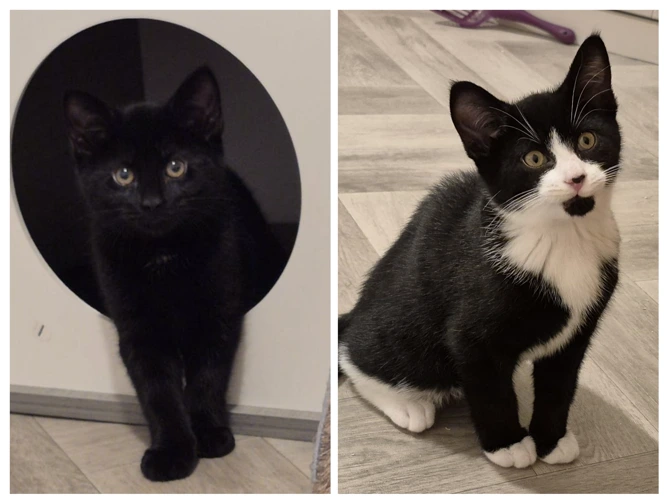 Cats Protection Southend & District Branch