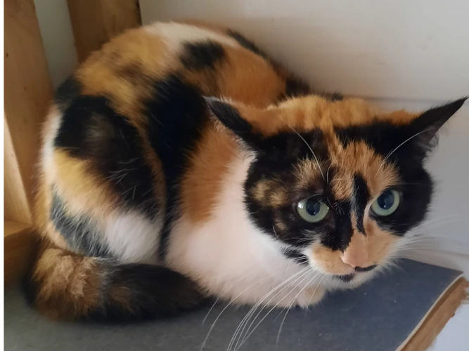 Cats Protection Spalding & District Branch