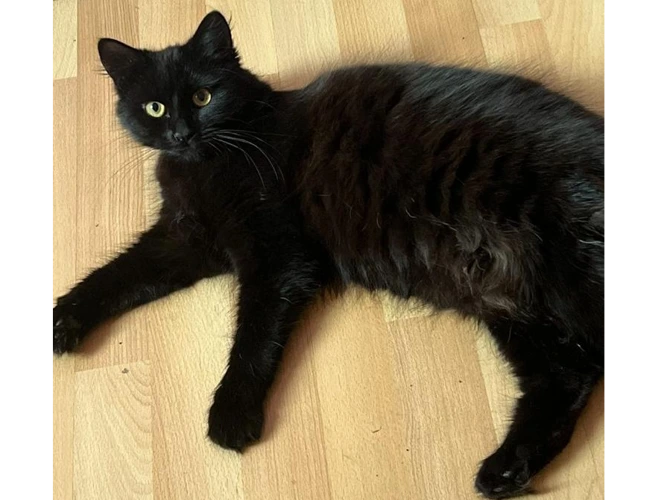 Cats Protection Bromley Branch